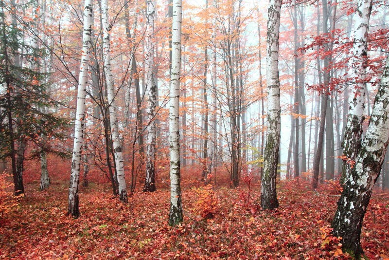 Birch tree forest stock image. Image of abstract, autumn - 98231381