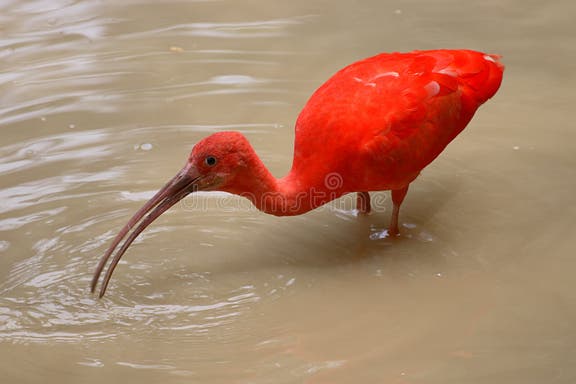 490,936 Red Bird Centerw Stock Photos - Free & Royalty-Free Stock ...