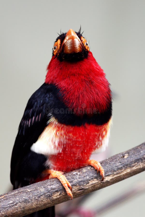 The Red Bird stock image. Image of conservation, forest - 11129485