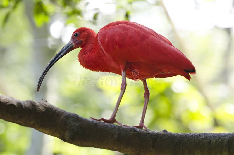 Red Bird stock image. Image of animal, beak, color, forest - 23211179