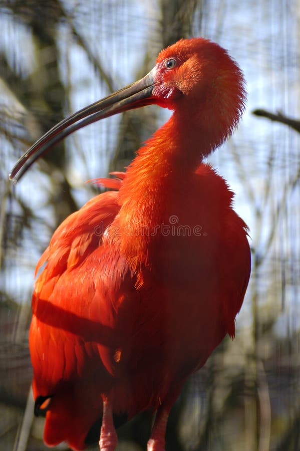 Red bird stock photo. Image of wings, soul, ruber, eudocimus - 4440416