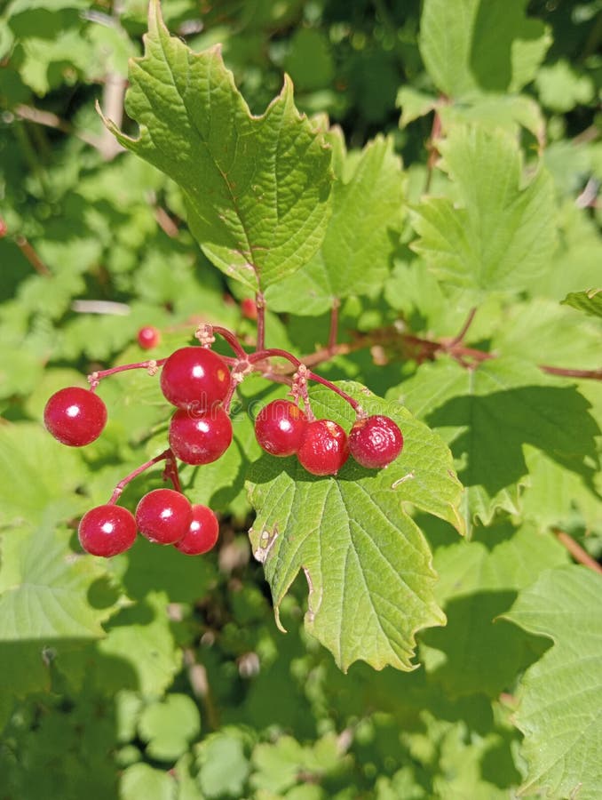 Red bird berries on tree stock photo. Image of evergreen - 251524844