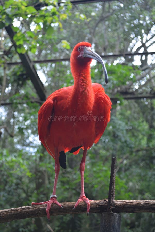 Red ibis on a tree stock image. Image of colorful, bird - 128451033