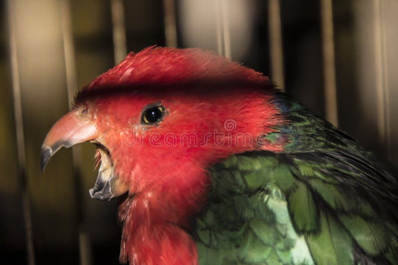 The Red Bird Calls Out in the Cage Stock Image - Image of branch, calls ...
