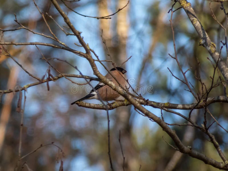 Red Bird Eurasian Bullfinch (Pyrrhula Pyrrhula) Sitting on Branches of ...