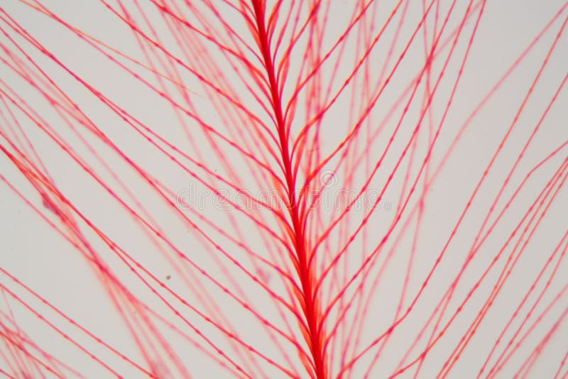 Red Bird Feather Under the Microscope Stock Image - Image of contour ...