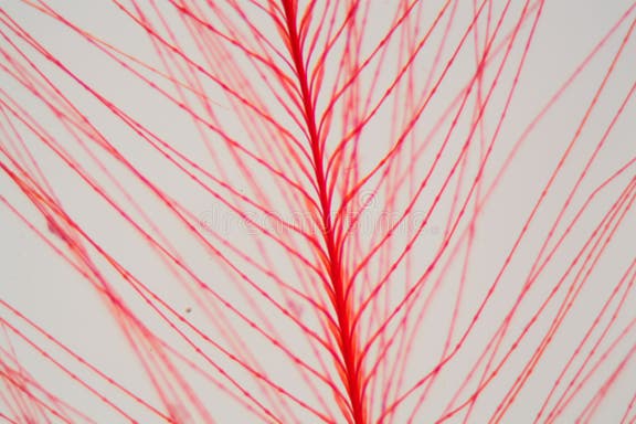 Red Bird Feather Under the Microscope Stock Image - Image of contour ...
