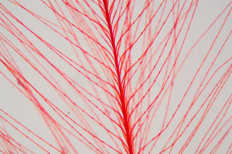 Red Bird Feather Under the Microscope Stock Image - Image of contour ...