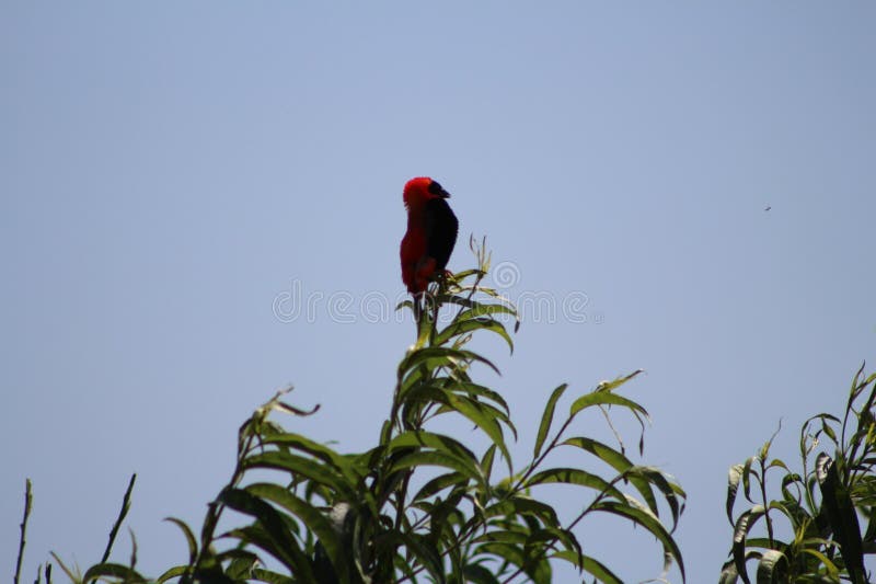 Red Bird on a Green Peach Fruit Tree Stock Photo - Image of tree, green ...