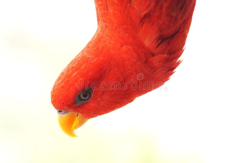 A Bird that Looks Like a Duck, but with a Red Skin Mask on the Face ...