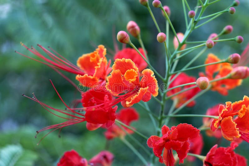 Red Bird of Paradise Flower, Red Flower Stock Image - Image of flowers ...