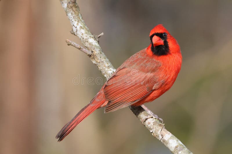 A Red Bird Sitting on a Tree Branch in the Wild Stock Photo - Image of ...