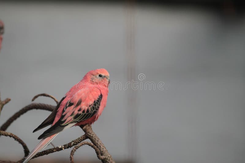Red bird stock photo. Image of nature, bird, animal - 125075978