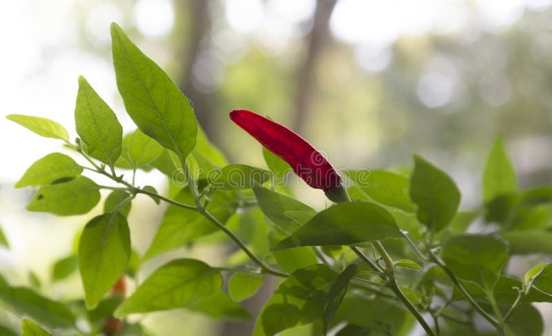 Red Bird S Eye Chilli or Thai Chilli and Green Leaves Stock Photo ...