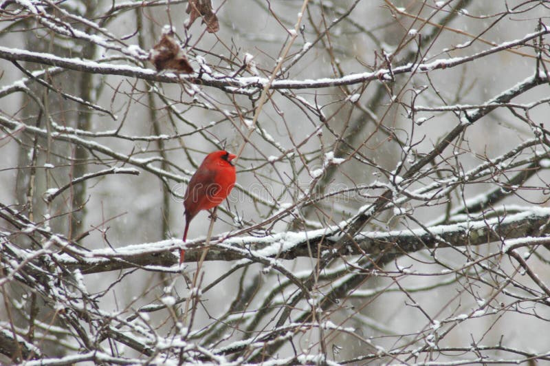 Red Bird in Snow stock image. Image of limbs, snow, tree - 5958223