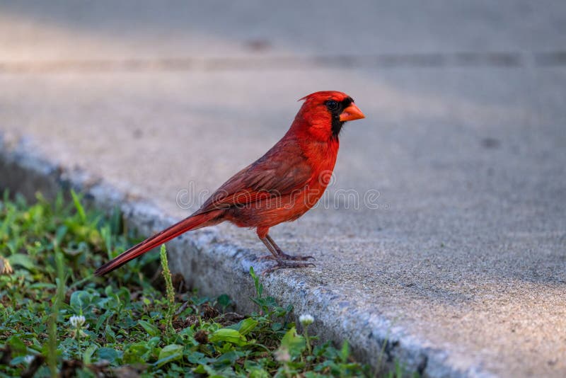 Red Bird Standing on the Ground Stock Image - Image of beak, closeup ...
