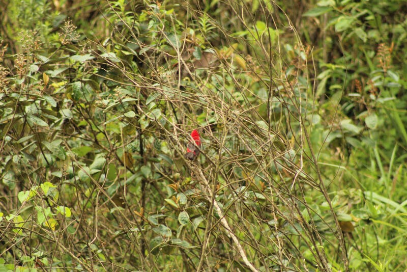 A red bird in the tree stock image. Image of iron, brazil - 173945187