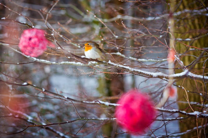 Red bird on tree stock photo. Image of rubecula, wild - 86045712