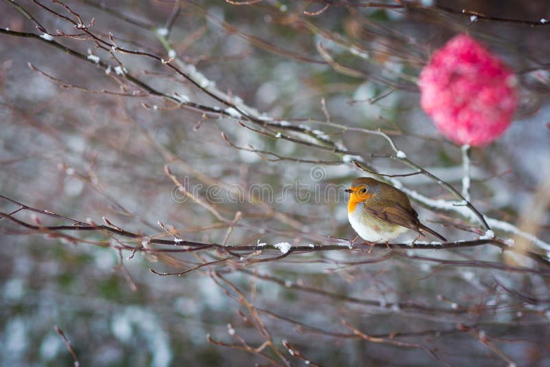 Red bird on tree stock image. Image of park, garden, white - 86045875