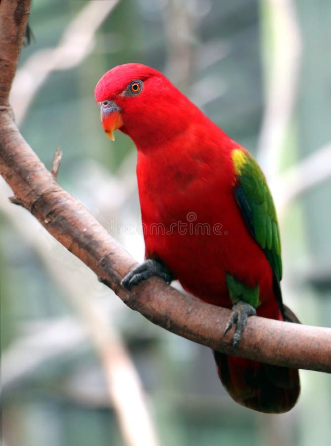 Red bird on a tree branch stock photo. Image of animal - 78057274