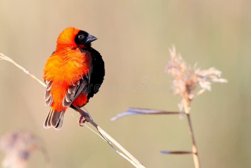 Male red bishop bird stock photo. Image of wilderness - 5049224