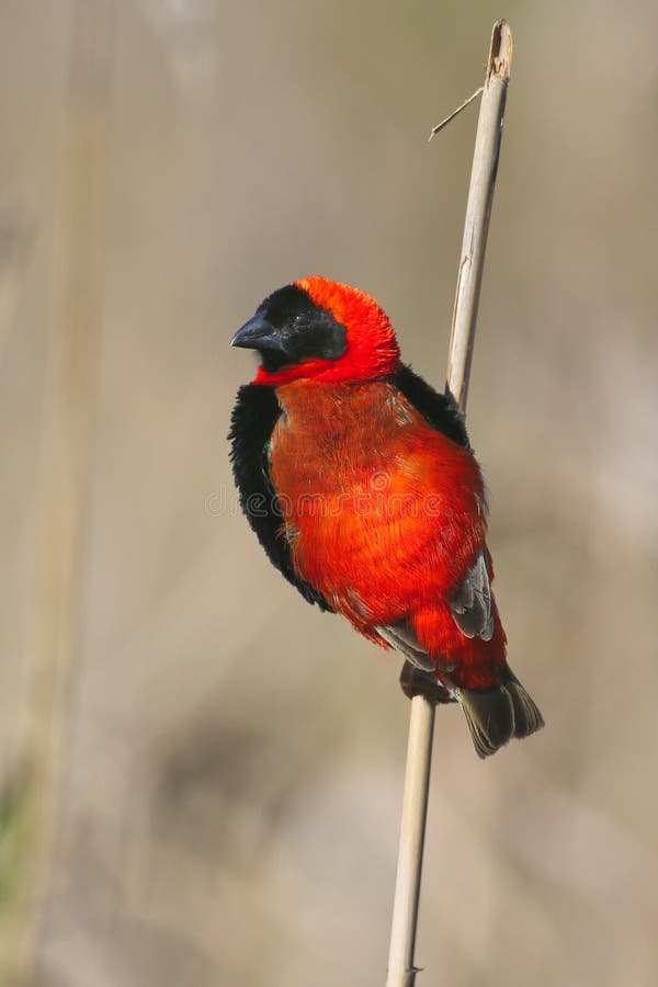 Red Bishop stock photo. Image of southern, orix, africa - 25980894