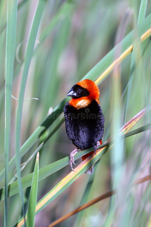 Male red bishop bird stock photo. Image of wilderness - 5049224