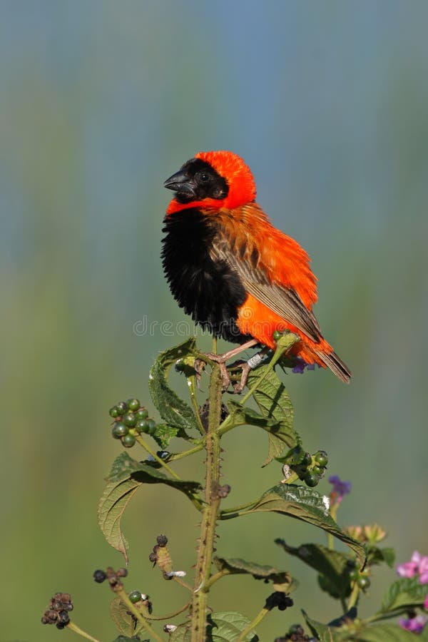 Red Bishop Bird stock image. Image of displaying, display - 9721259