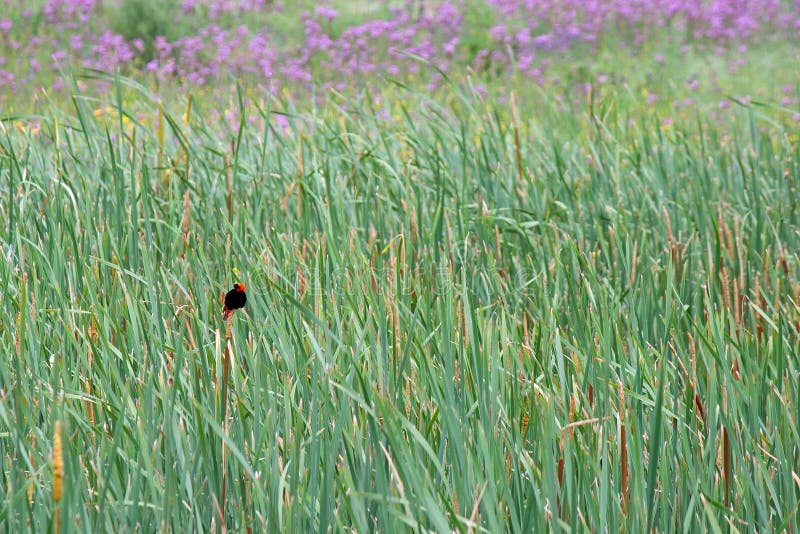 Red Bishop Bird in Green Reeds Stock Image - Image of reflection ...