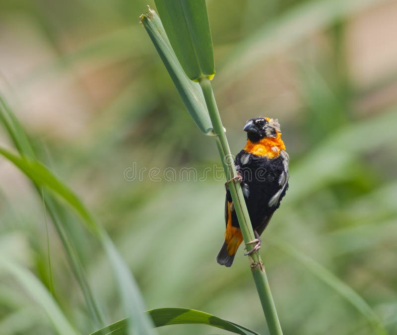 Red Bishop bird moulting stock image. Image of bishop - 35577789