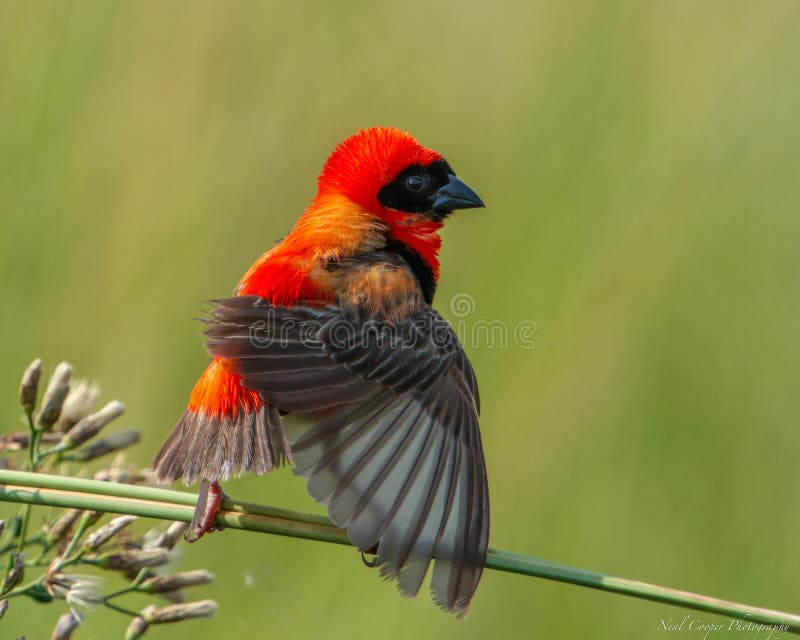 Red Bishop stock image. Image of bird, black, seed, green - 311637565