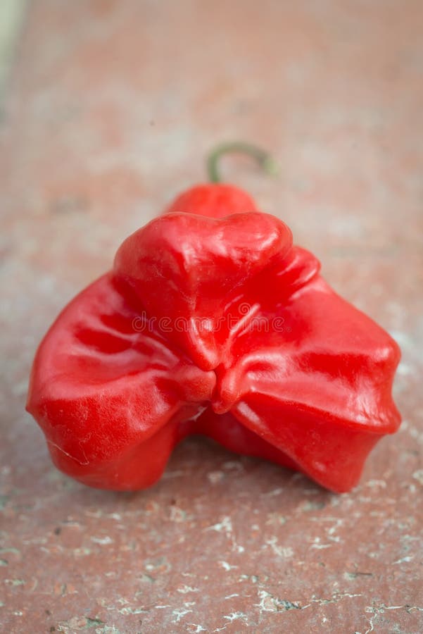 Red Bishop S Crown Chilli Pepper Bottom View Stock Image - Image of ...