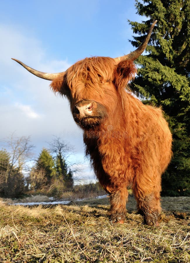Red bison stock photo. Image of outdoor, natural, grass - 36501894