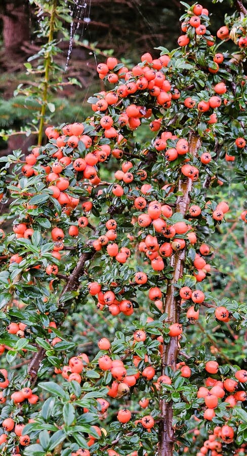 Red Bitter Berries on the Branches of a Shrub Stock Image - Image of ...