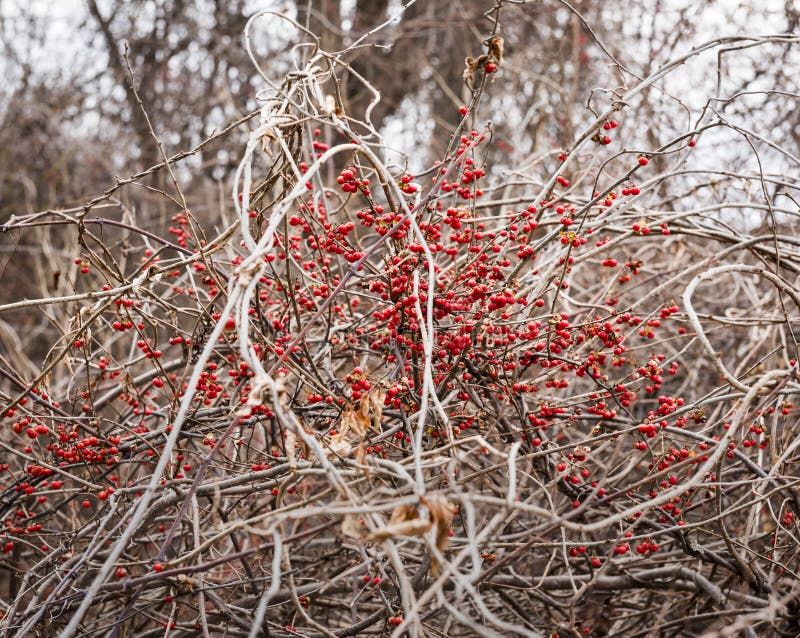 Red Bittersweet Berries in a Winter Forest Stock Photo - Image of ...