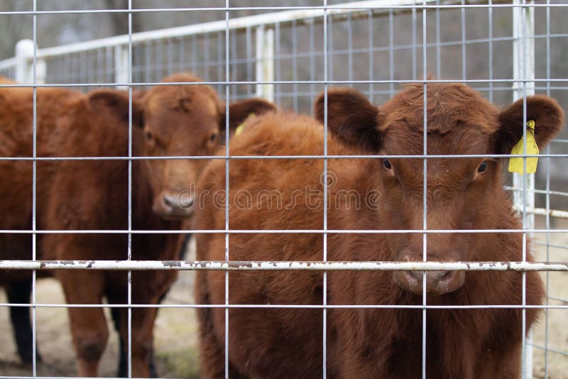 Red and Black Angus Heifer and Steer in a Corral Closeup Stock Photo ...