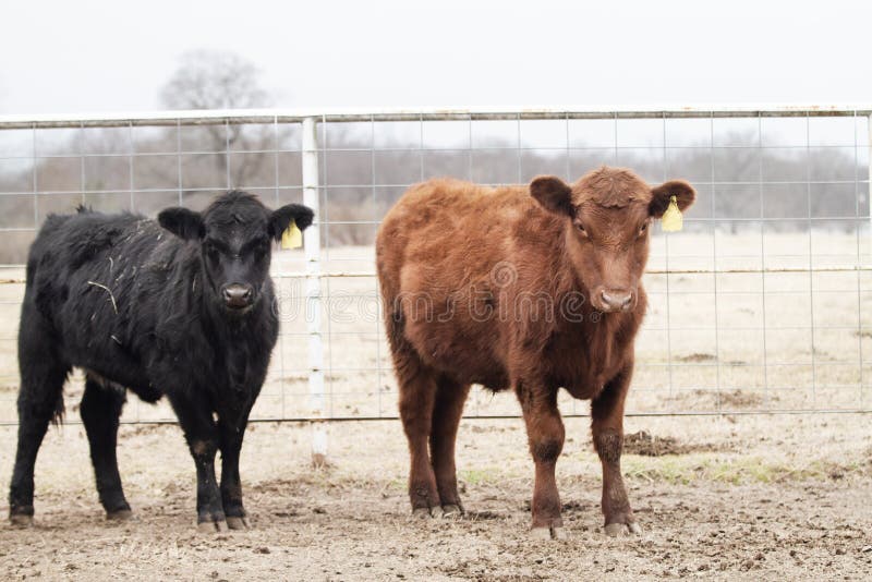 Red and Black Angus Heifer and Steer in a Corral Closeup Stock Image ...