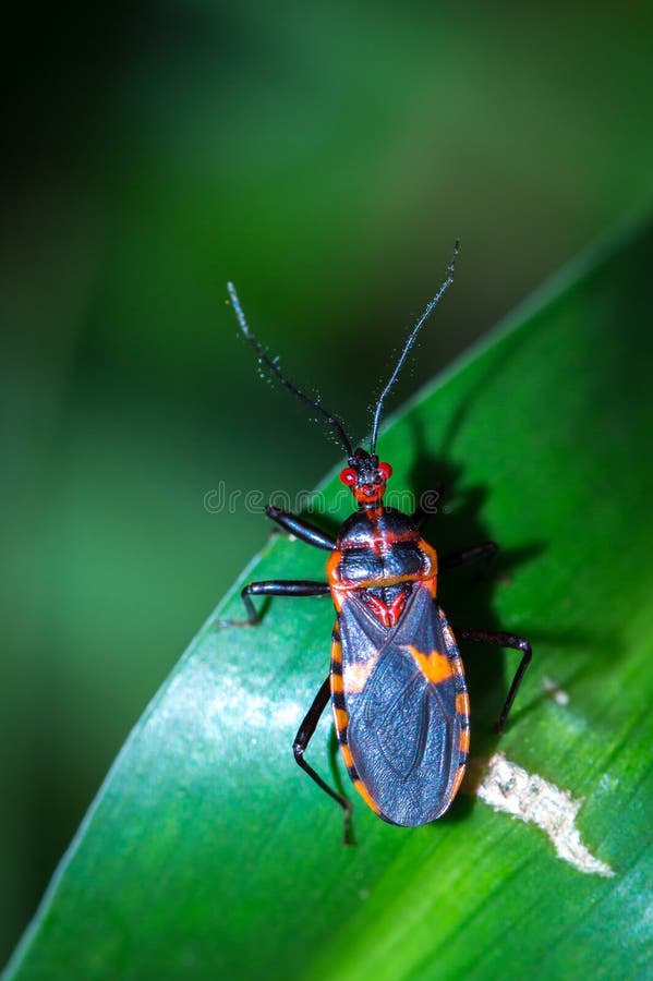 Red and Black Assassin Bug on a Leaf, Pietermaritzburg Stock Photo ...