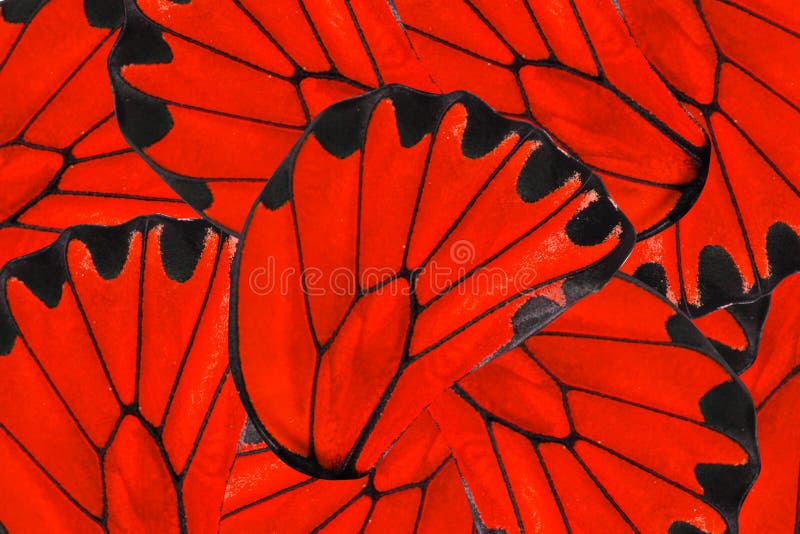 Red and Black Background of Golden Birdwing Butterfly Stock Photo ...