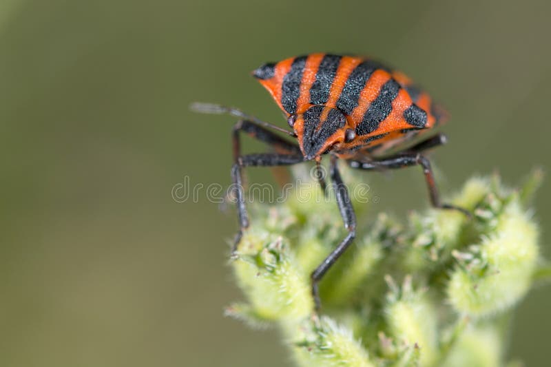 175 Beatles Insects Stock Photos - Free & Royalty-Free Stock Photos ...