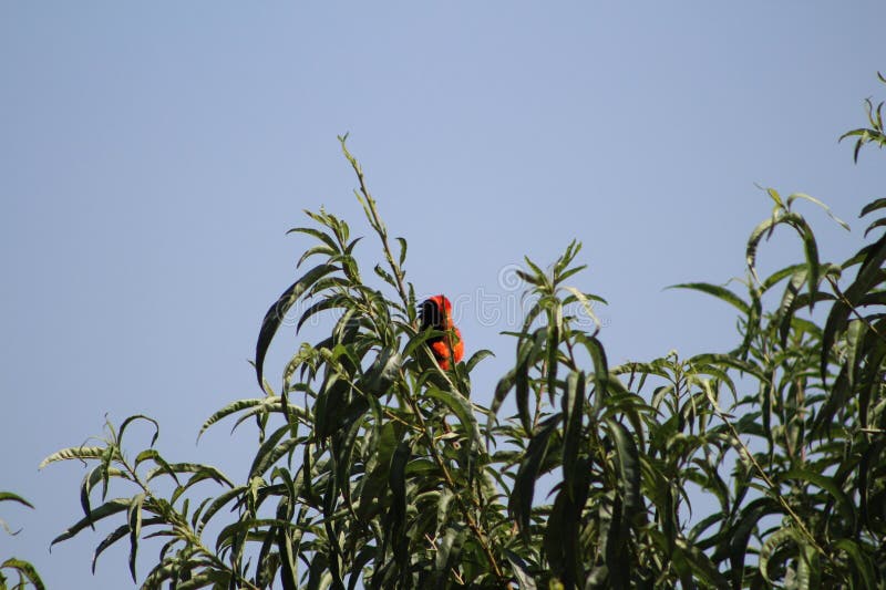 Red and Black Beautiful Bird Inside a Green Leaved Tree Stock Photo ...