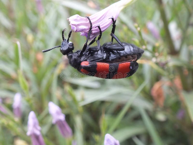 Red And Black Beetle Picture. Image: 86244128