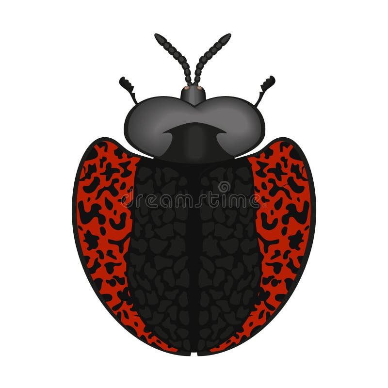 Red Black Beetle with Antennae and Legs, Top View of Crawly Insect ...