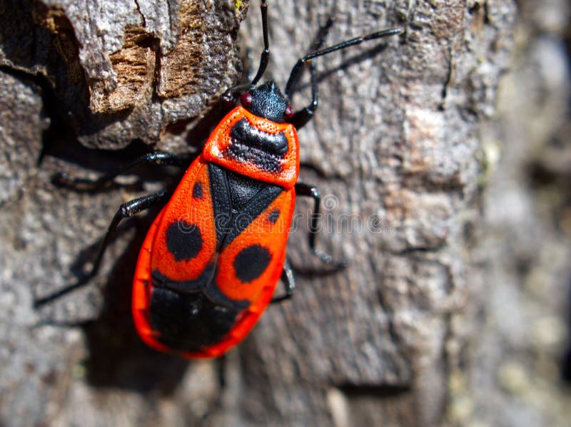 Pyrrhocoris apterus stock image. Image of tree, arthropod - 276040599
