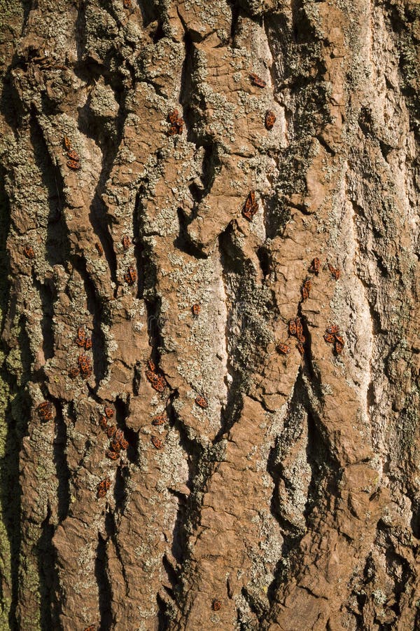 Bark tree, bug stock photo. Image of background, closeup - 223364282