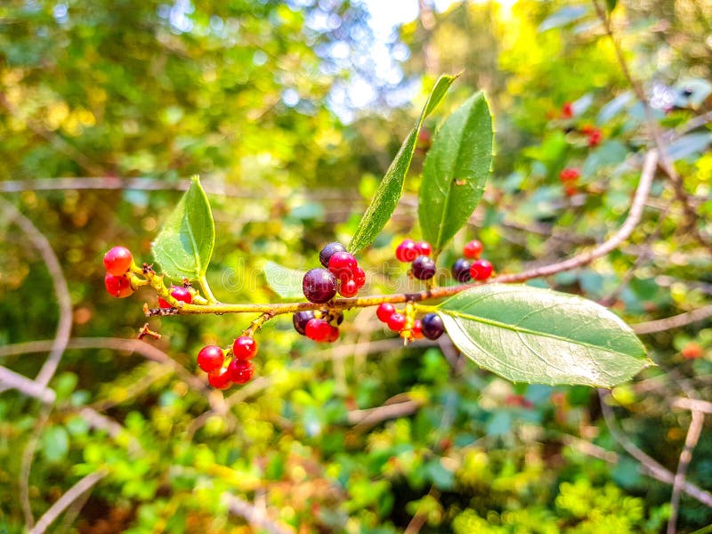 Red and Black Berries on the Branch of the Bush. Albufera of Valencia ...