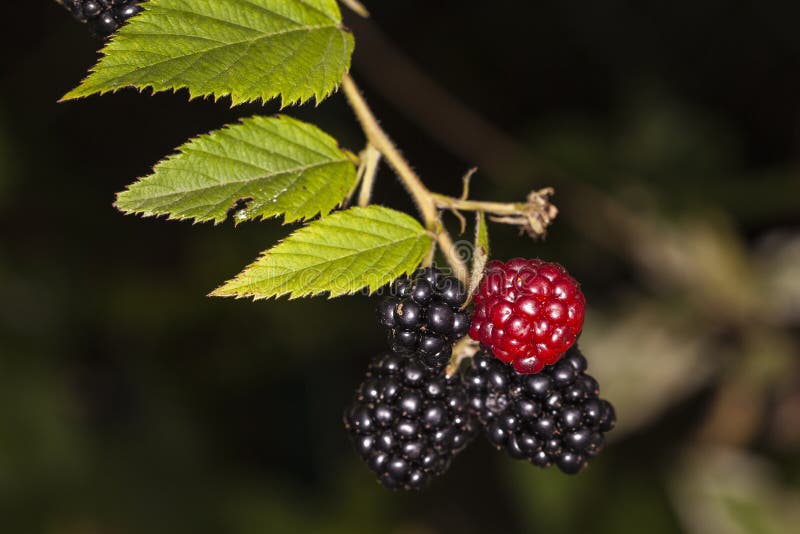 Red and Black Blackberries Edible Stock Photo - Image of blackberries ...