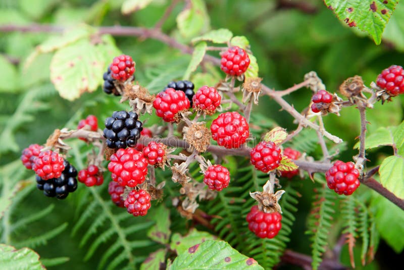 Red and black blackberries stock image. Image of healthy - 58860497