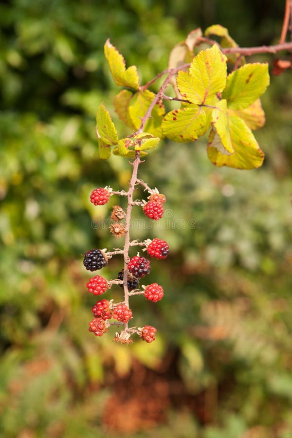 Red and black blackberries stock image. Image of fruit - 76489373
