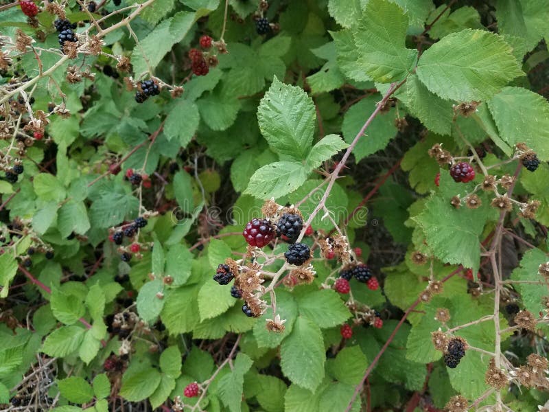 Red and Black Blackberries on Vine with Thorns Stock Image - Image of ...